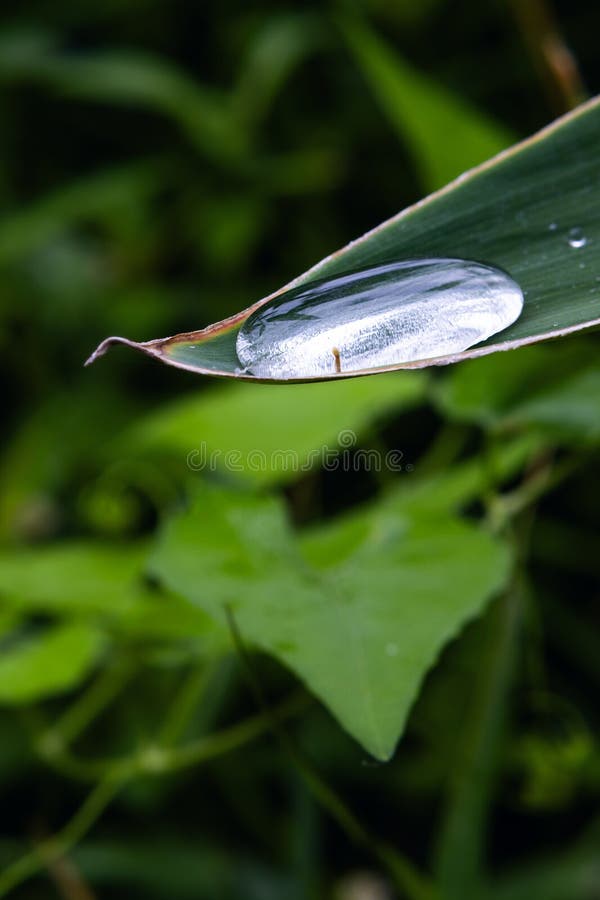 Water Drops on the Large Cane Leaves Close Up Stock Image - Image of ...