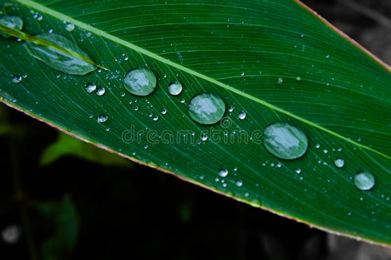 Water Drops on the Large Cane Leaves Close Up Stock Photo - Image of ...