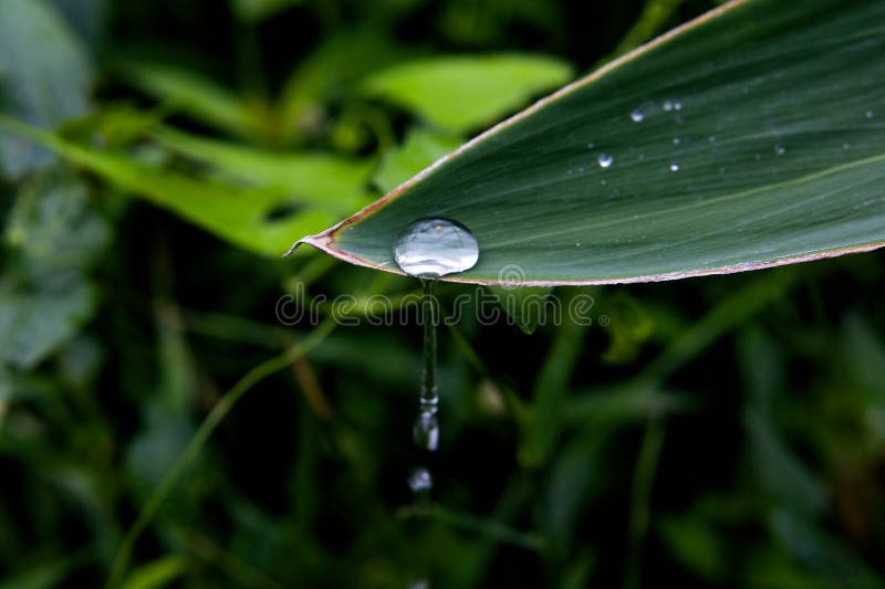 Water Drops on the Large Cane Leaves Close Up Stock Photo - Image of ...