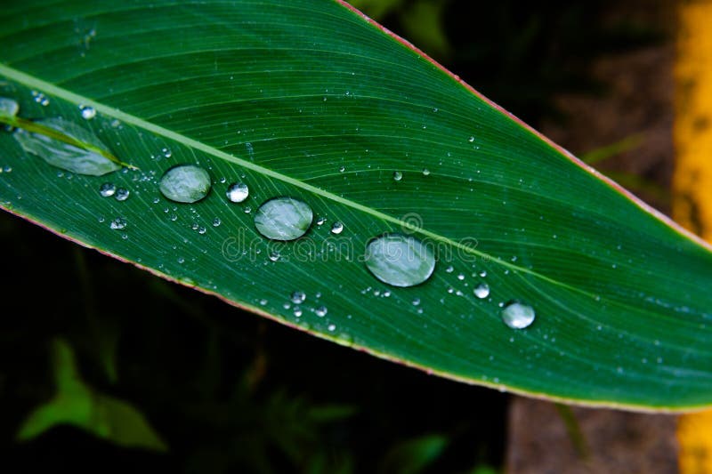 Water Drops on the Large Cane Leaves Close Up Stock Image - Image of ...