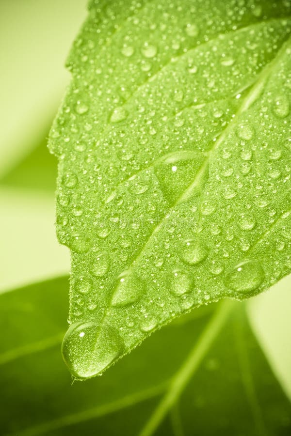 Water drops on leaf. stock image. Image of fresh, herbal - 14351447