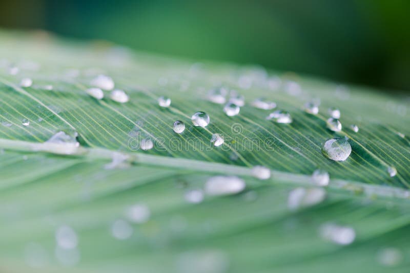 Water Drops on a Leaf after the Rain Stock Photo - Image of botany ...