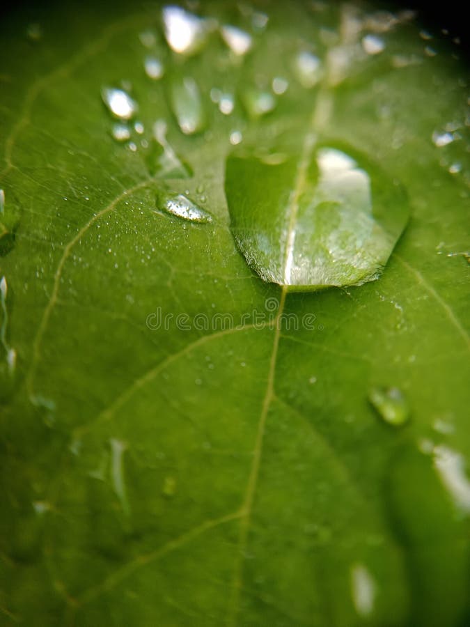 Water Drops on Leaf after Rain in the Morning Stock Photo - Image of ...