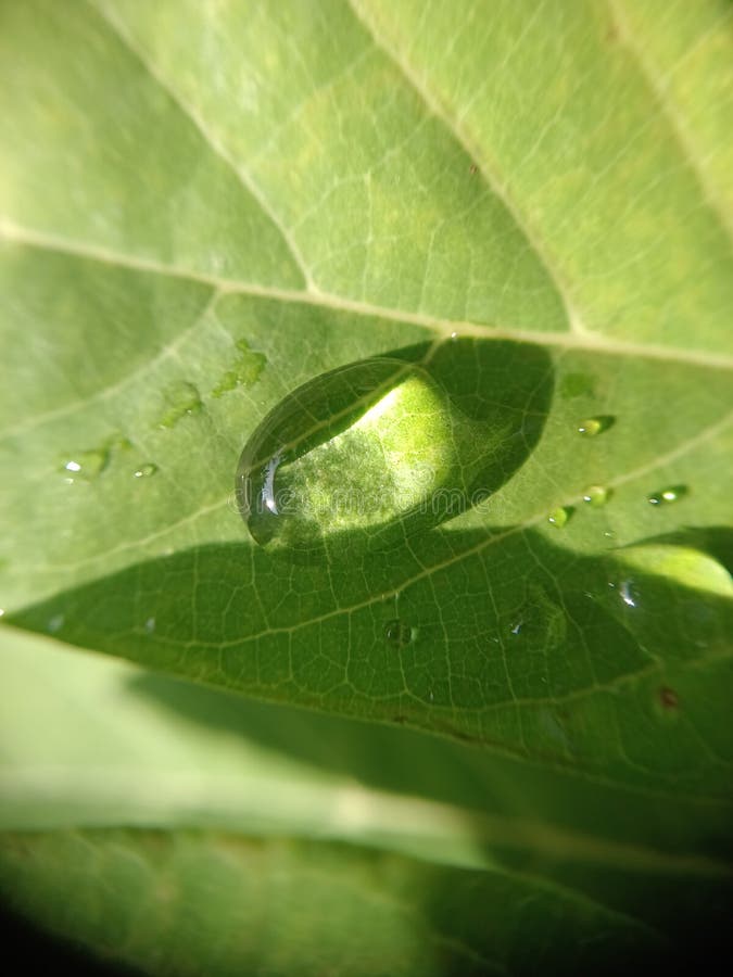 Water Drops on Leaf after Rain in the Morning Stock Image - Image of ...