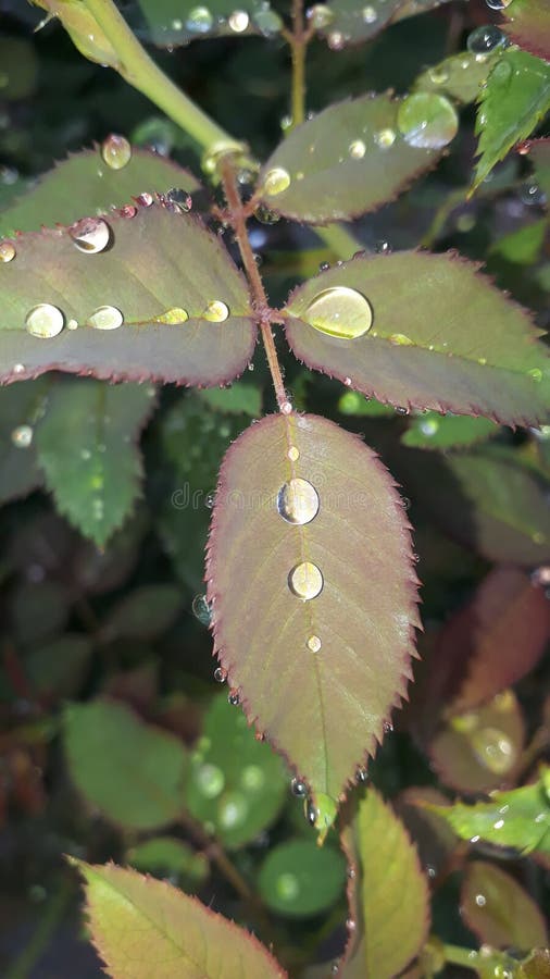 Water drops on leave stock image. Image of water, leave - 248754027