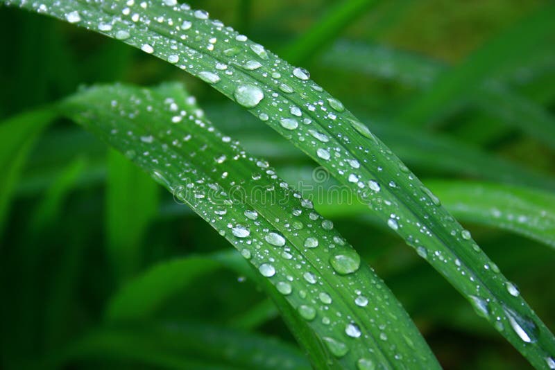 The reed leaf stock image. Image of closeup, fresh, leaf - 132978761