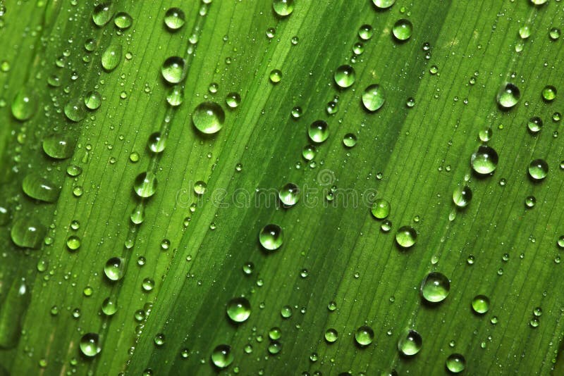 Water drops on leaves stock image. Image of healthy, leaf - 8818409