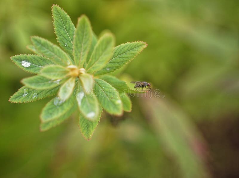Water Drops on Leaves in Autumn, Evening Stock Photo - Image of ...