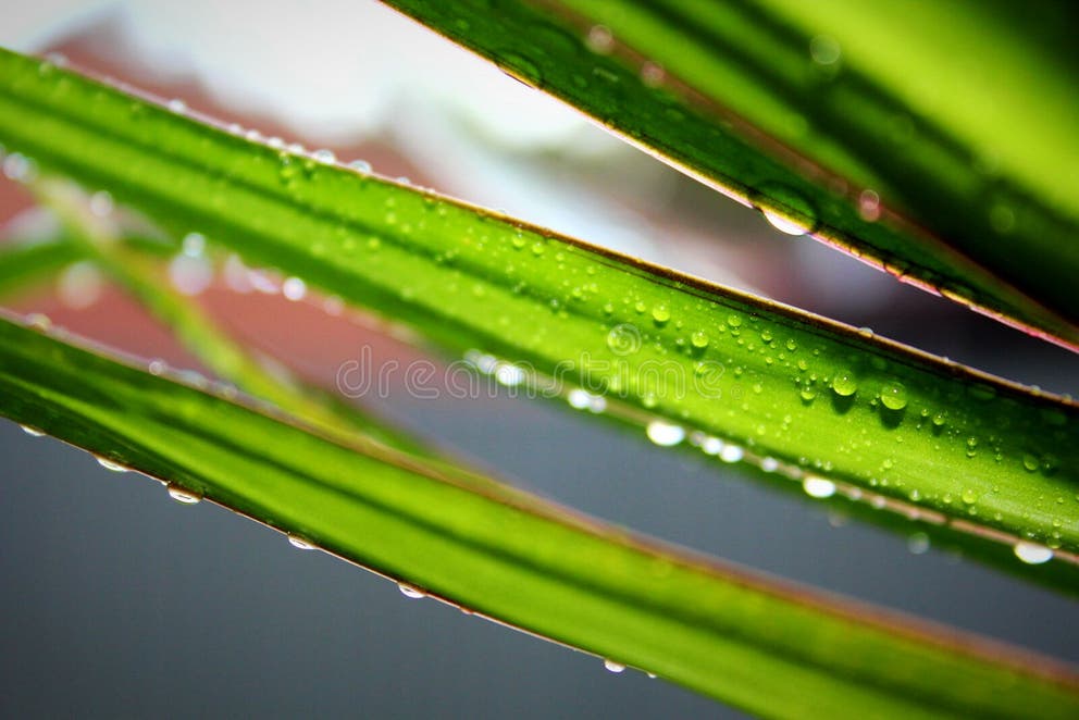 Water drops on leaves stock image. Image of drops, long - 77241439