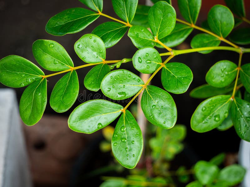 Water Drops on the Lignum Vitae Tree Leaves Stock Image - Image of ...
