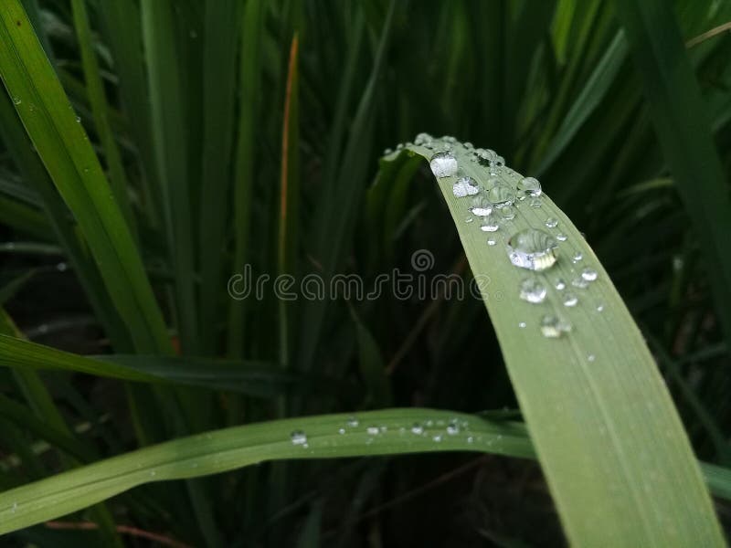 Water Drops on Long Leaves after Rain Stock Image - Image of long ...