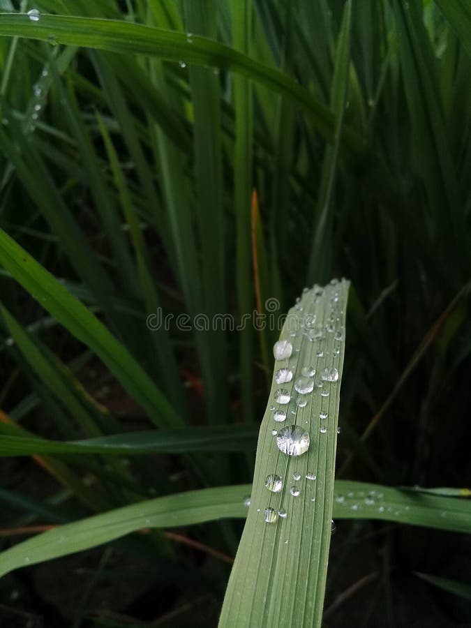 Water Drops on Long Leaves after Rain Stock Image - Image of macro ...