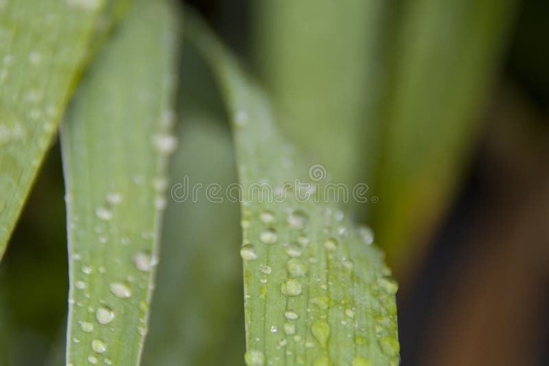 Water Drops on the Long Leaves Stock Photo - Image of water, growth ...
