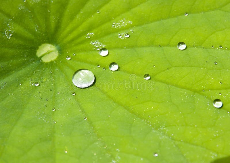 Water drops on lotus leaf stock image. Image of beauty - 14069355