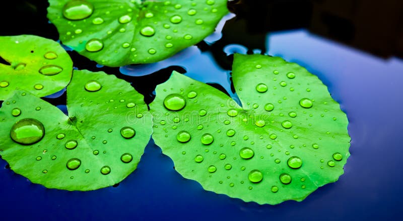 Water drops on Lotus Leaf stock photo. Image of leaf - 28861452