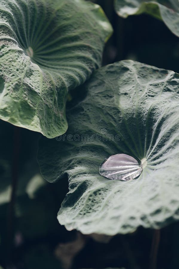 Water drops on lotus leaf stock photo. Image of drops - 249136952