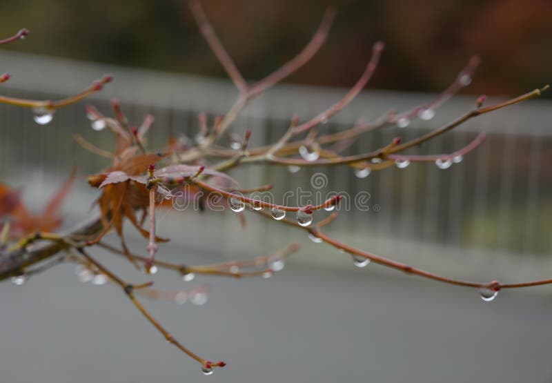 Water drops maple stock photo. Image of fall, garden - 175795854