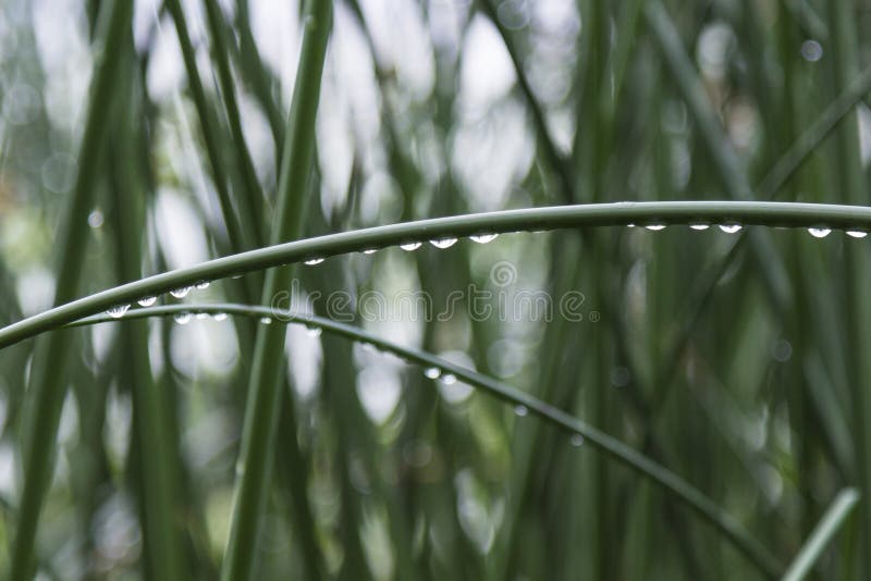 Water Drops on a Marsh Grass Stalk. Close-up Stock Image - Image of ...