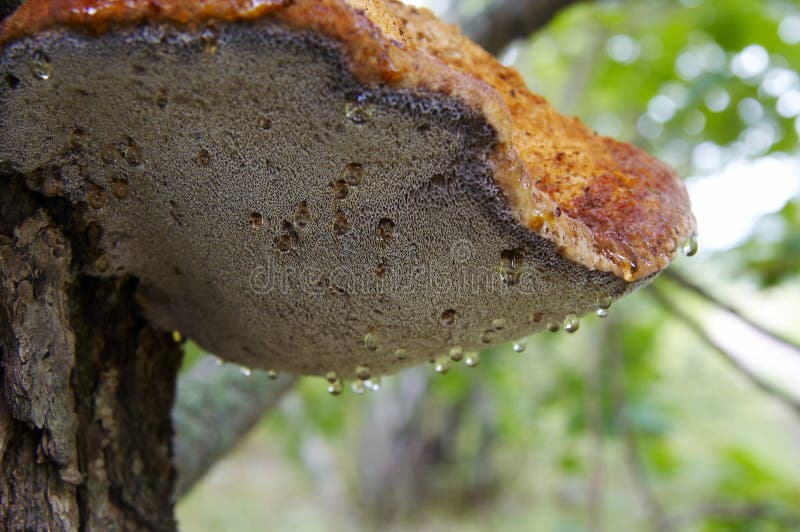 Steam Radiator stock image. Image of architecture, heat - 954173