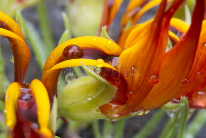 Water Drops on Parrot S Beak Flower Petals Stock Photo - Image of ...