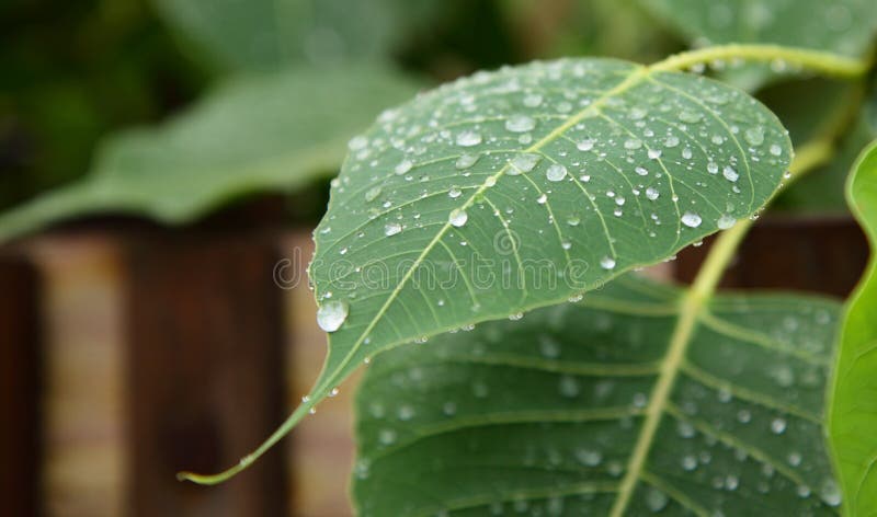 Water Drops Phycus Leaf Stock Photos - Free & Royalty-Free Stock Photos ...