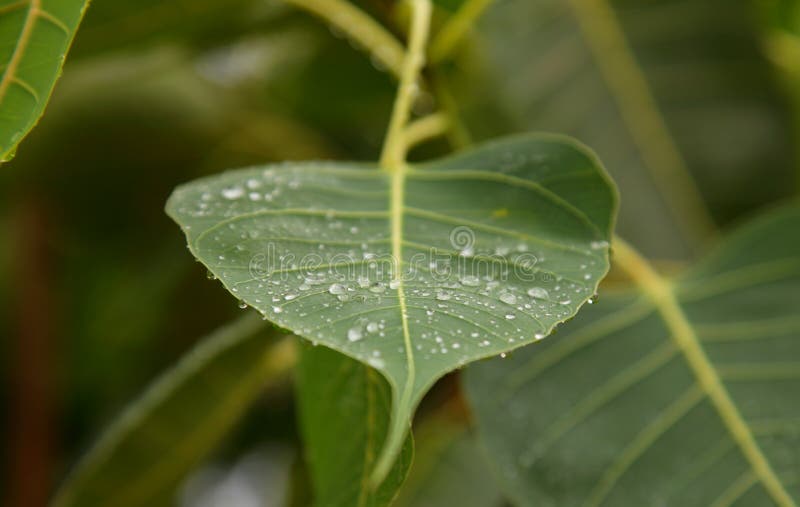 Water Drops on Phycus Leaf stock photo. Image of water - 26167510
