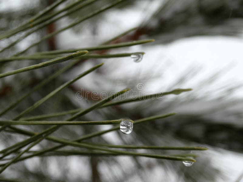 Water Drops on Pine Needles Stock Photo - Image of plant, drop: 112916460
