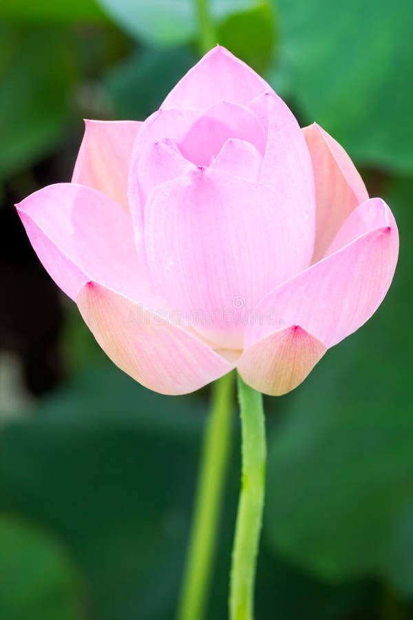 Water Drops on a Pink Lotus Flower - Vertical Stock Photo - Image of ...