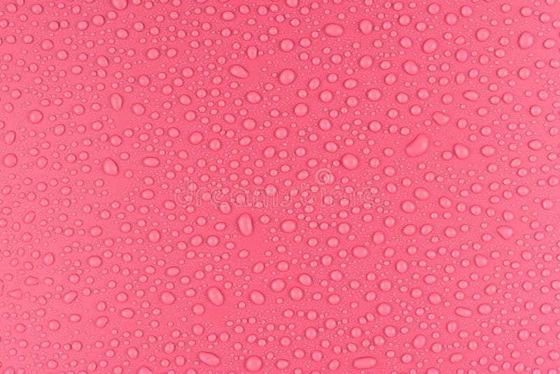 Water Drops on a Pink, Matte Background Illuminated with a Delicate ...