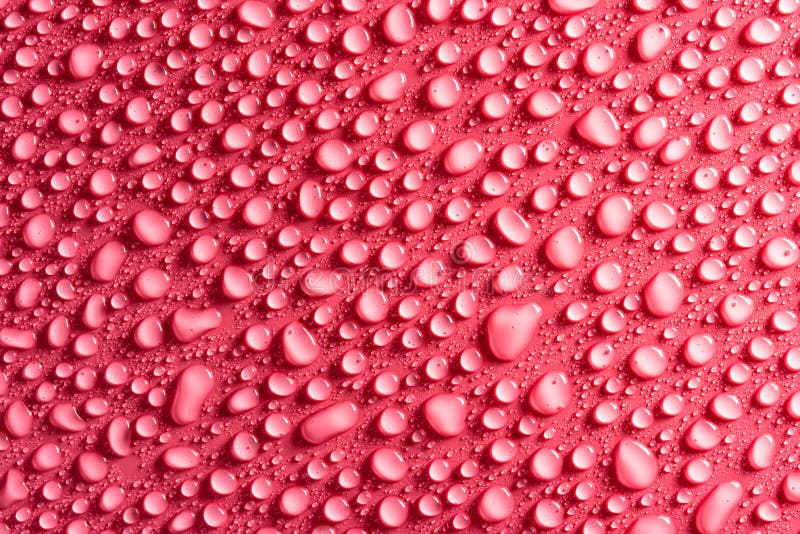 Water Drops on a Pink, Matte Background Illuminated with a Delicate ...