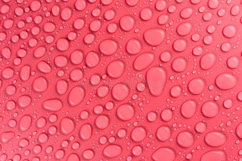 Water Drops on a Pink, Matte Background Illuminated with a Delicate ...