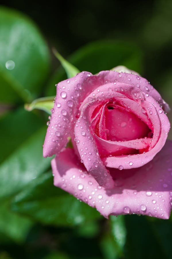Water Drops on Pink Rose Flower. Stock Photo - Image of droplets ...