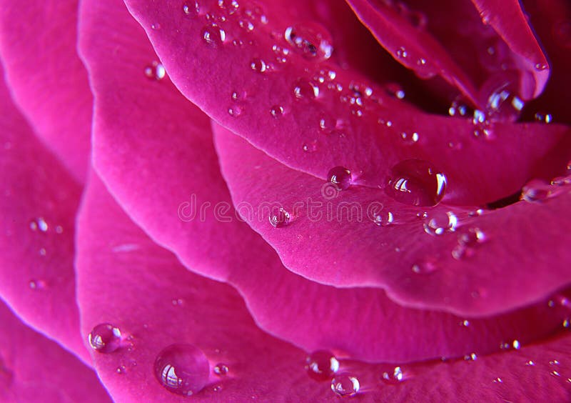 Water Drops on the Pink Rose Stock Image - Image of drops, fresh: 151727383