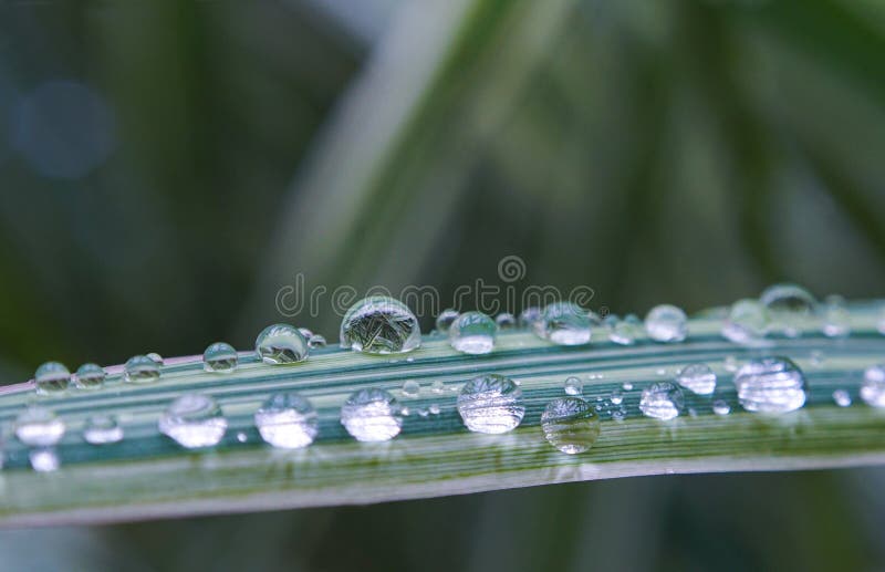 Water Drops on Plant Leaves Stock Image - Image of garden, purity ...