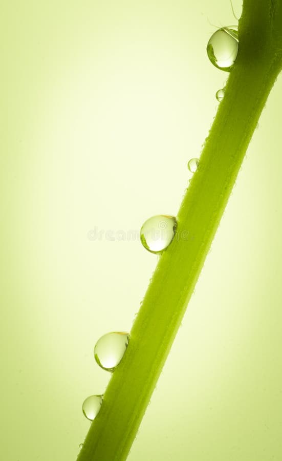 Water Drops on Plants Stalk. Stock Photo - Image of factory, clean ...