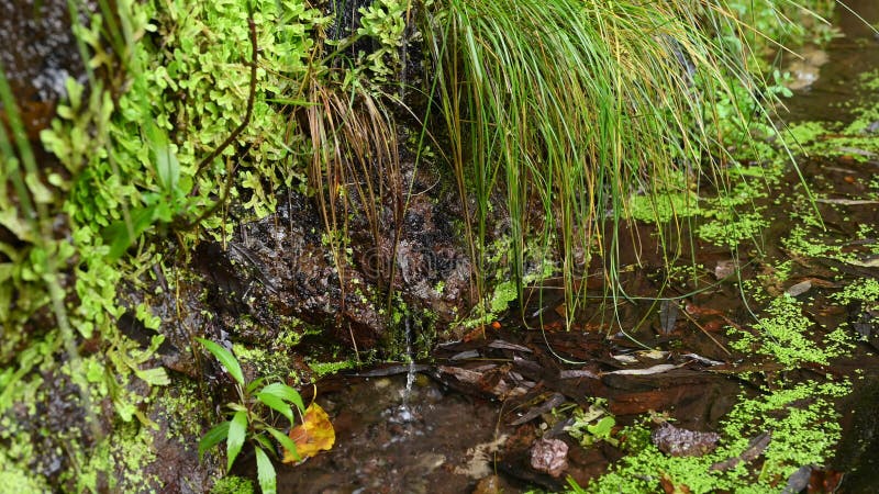 Water Drops on Plants Surface Stock Video - Video of plants, drop ...