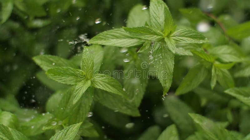 Water Drops Pouring on a Mint Plants Stock Video - Video of herb, drip ...