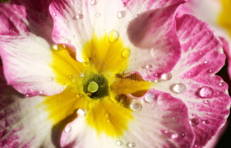 Water Drops on Primrose Flower Stock Image - Image of easter, happyday ...