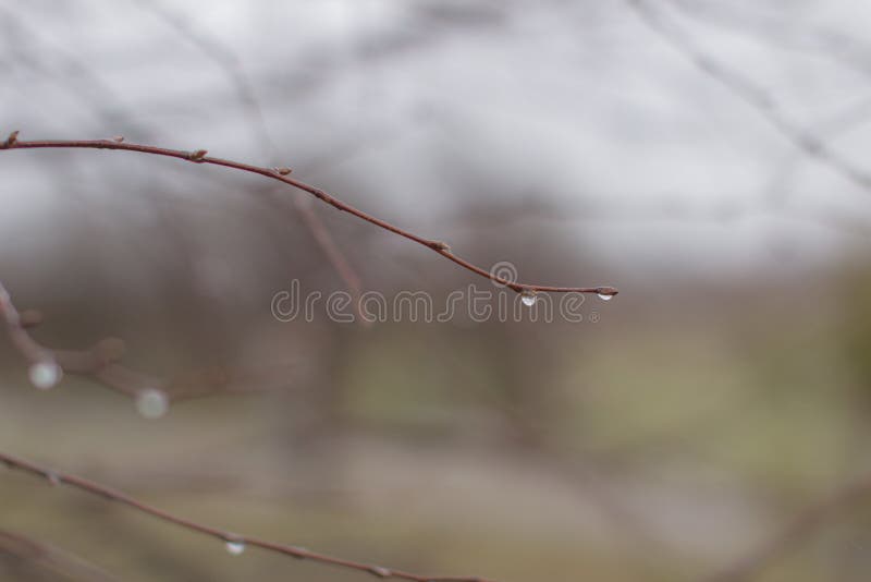 Water Drops after Rain on Tree Branches with a Blurred Background Stock ...