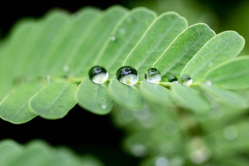 Water drops after rain stock photo. Image of forest - 247825890