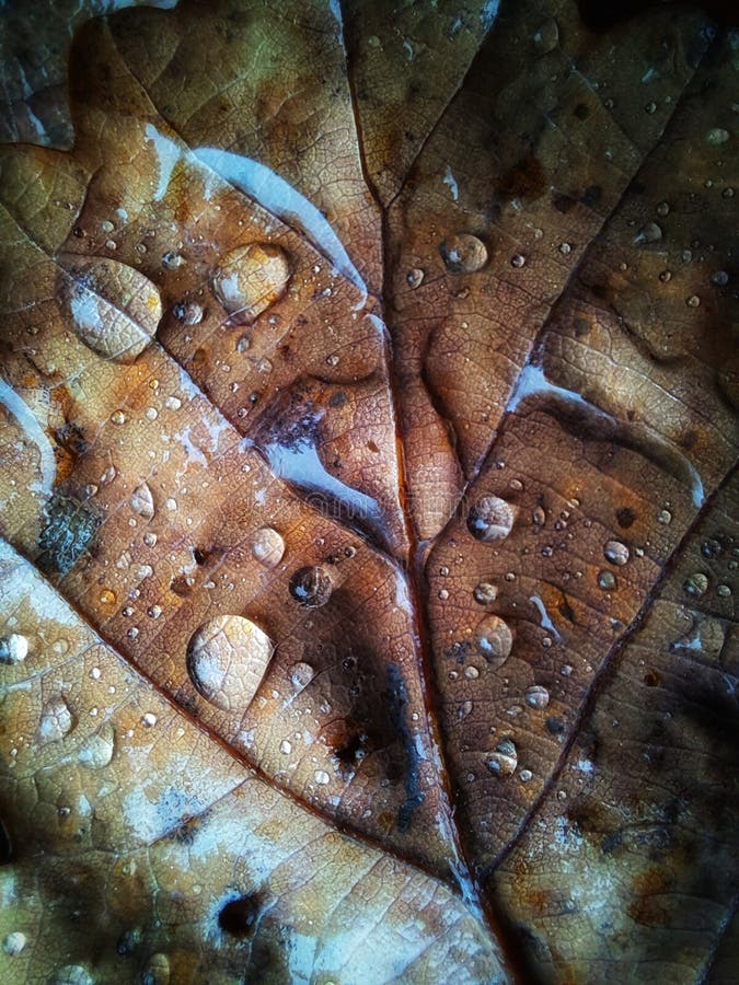 Water drops stock image. Image of macro, detail, water - 304317121