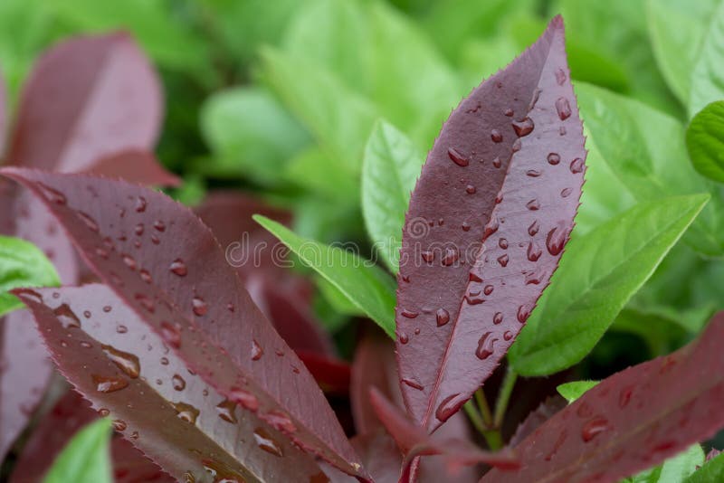 Water drops on red leaves stock image. Image of bright - 182889833