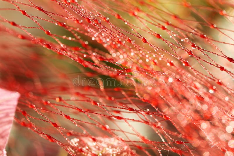 Water Drops on Red Line Background Stock Image - Image of close, white ...