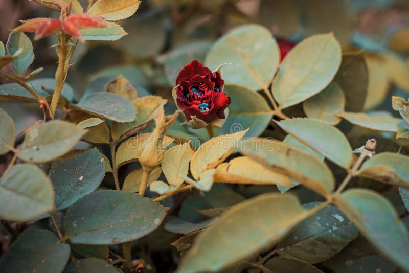 Water Drops on a Red Rising Rose with Green Leaves. Stock Image - Image ...