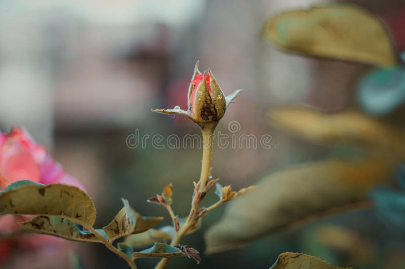 Water Drops on a Red Rising Rose with Green Leaves. Stock Photo - Image ...