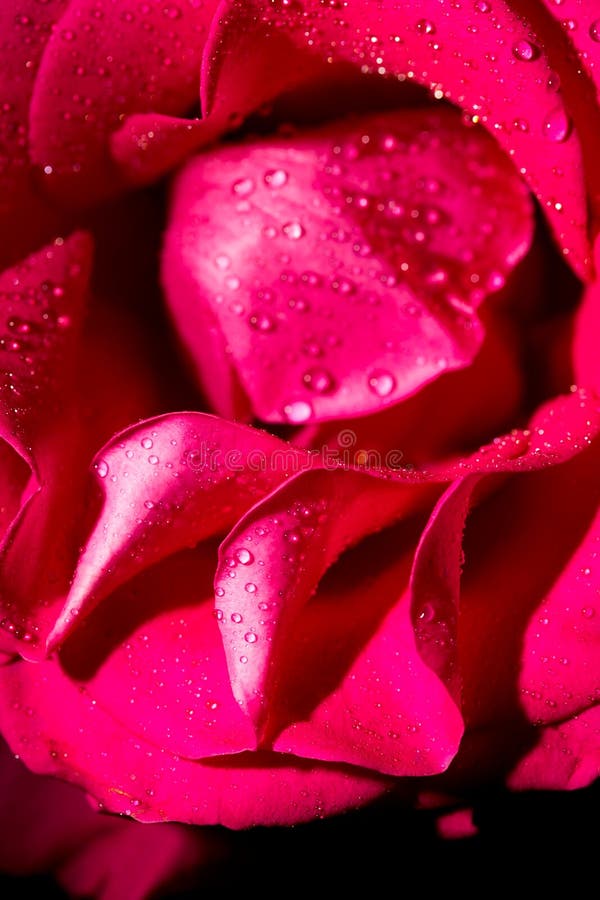 Water Drops on a Red Rose As a Background Stock Image - Image of garden ...
