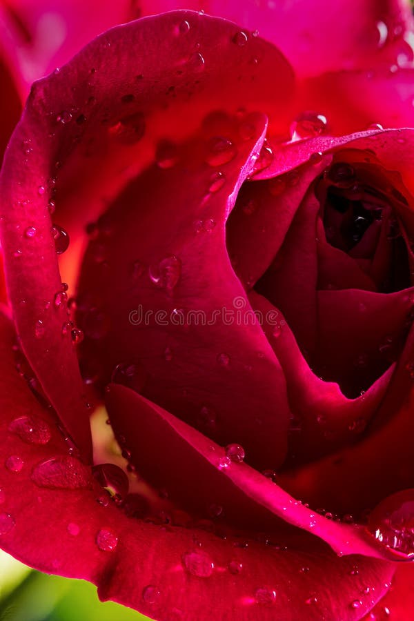 Water drops on a Red Rose stock image. Image of flora - 174849063