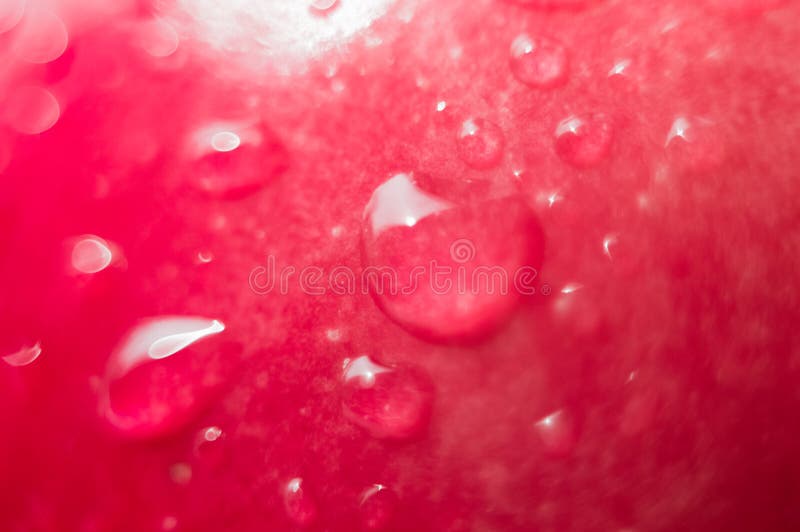 Water Drops on Red Rose Petals with Shallow Depth of Field Stock Image ...