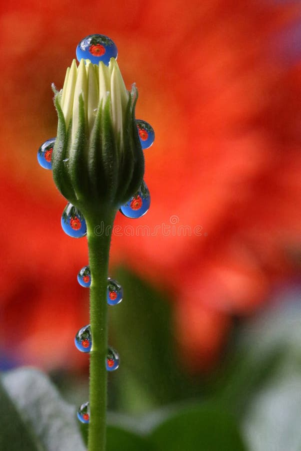 Water Drops with Reflection on a Flower Bud, Macro Stock Image - Image ...