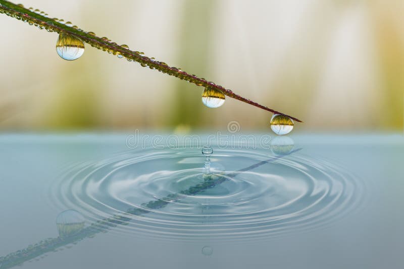 Water Drops with Reflection Shadow in Water Stock Photo - Image of ...